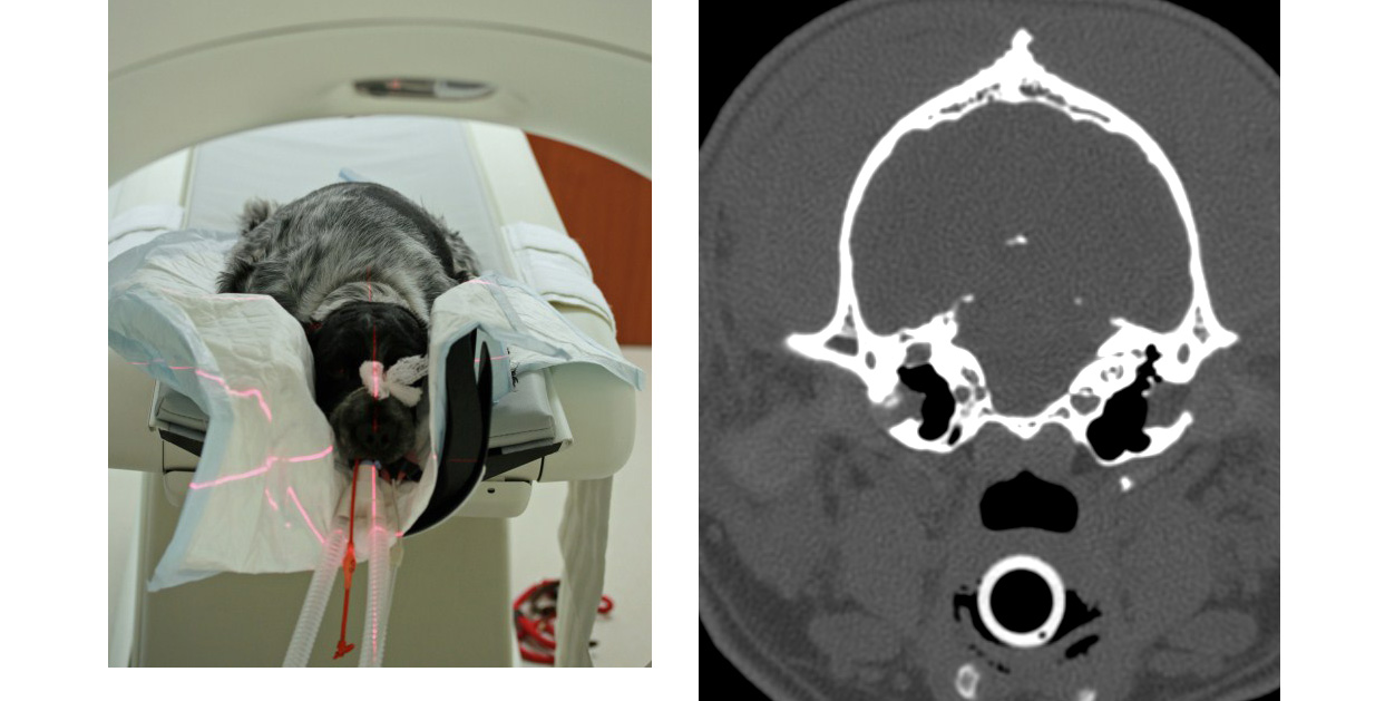 Recurrent Ear Infections (Otitis Externa) | Companion Animal ...