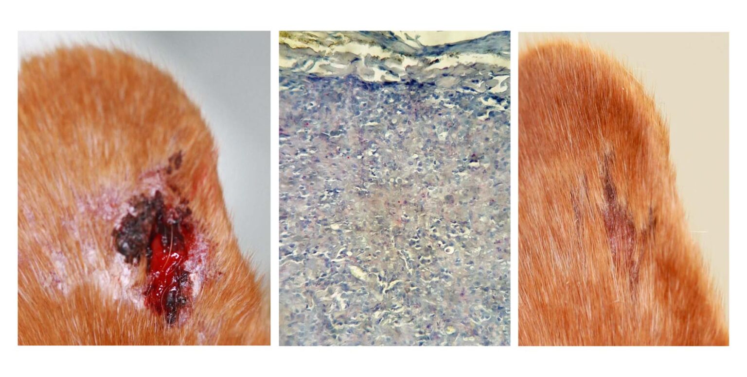 Leishmaniosis* - The Skin Vet
