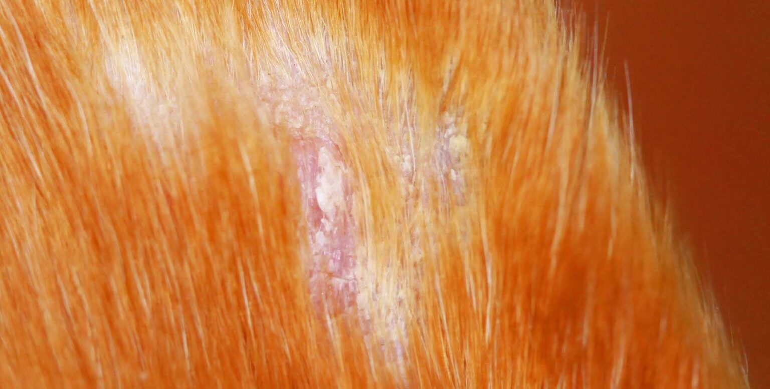 Dermatophytosis (Ringworm) - The Skin Vet