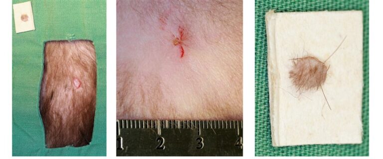 Feline Atopic Syndrome - The Skin Vet